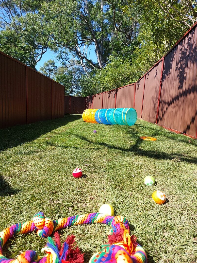 Doggy Daycare Opening - Thornleigh Veterinary Hospital